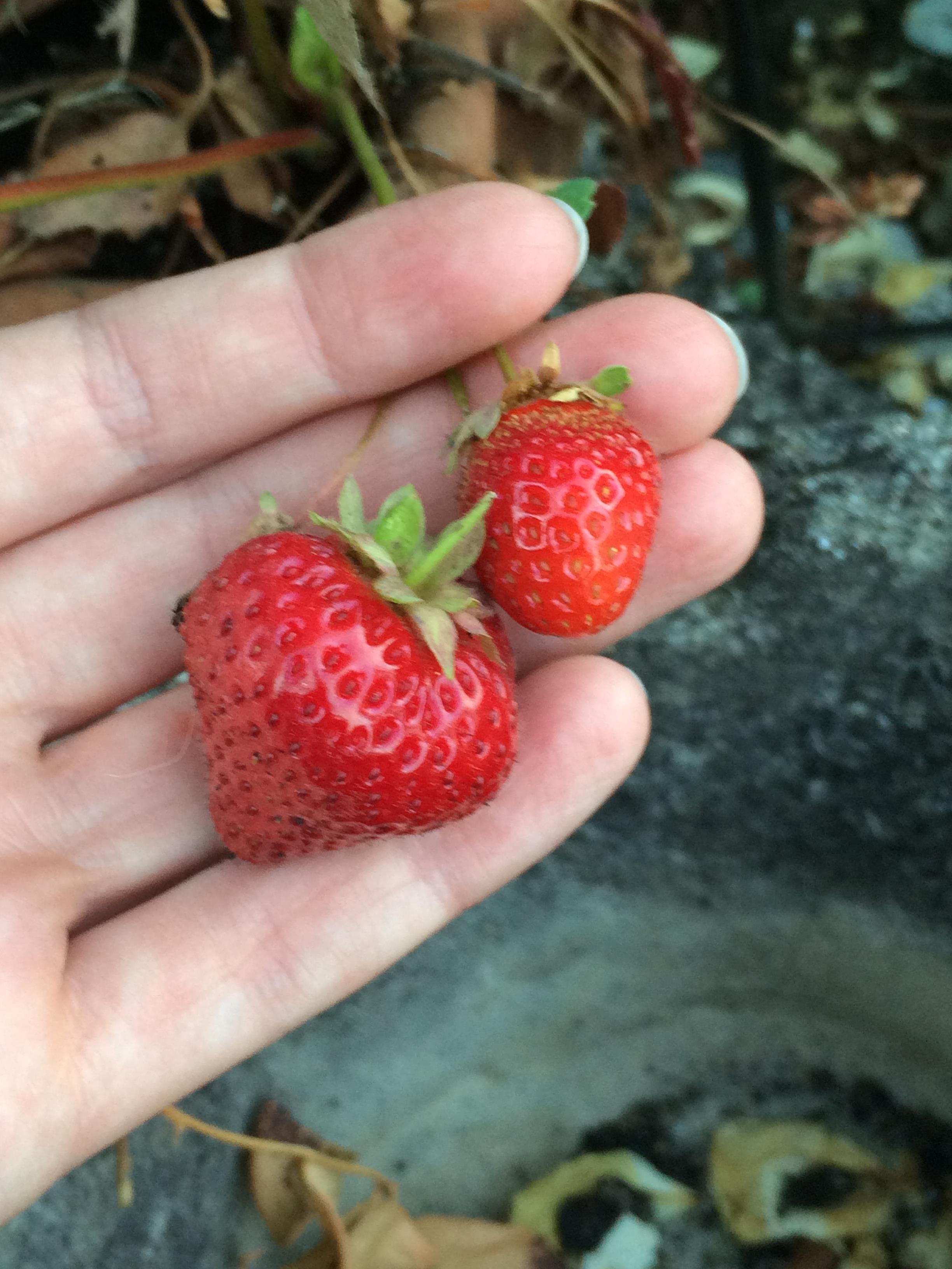 Garden Fruit | The Amazing Shrinking Woman